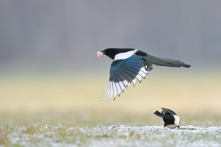 Sroka (Pica pica ) :: Robert Babisz